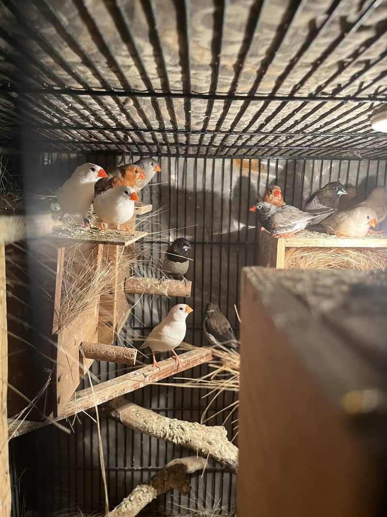 Zebra finches mutation and Fawn Jawa and black wing - Finches - 1105955238