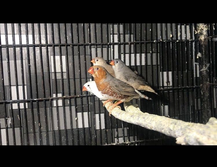 Zebra finches mutation and Fawn Jawa and black wing - Finches - 1105955238