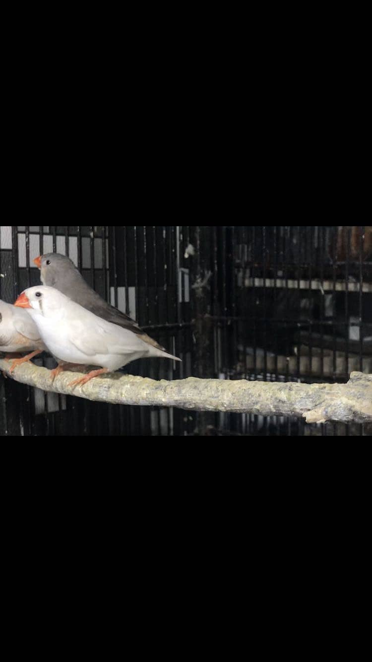 Zebra finches mutation and Fawn Jawa and black wing - Finches - 1105955238