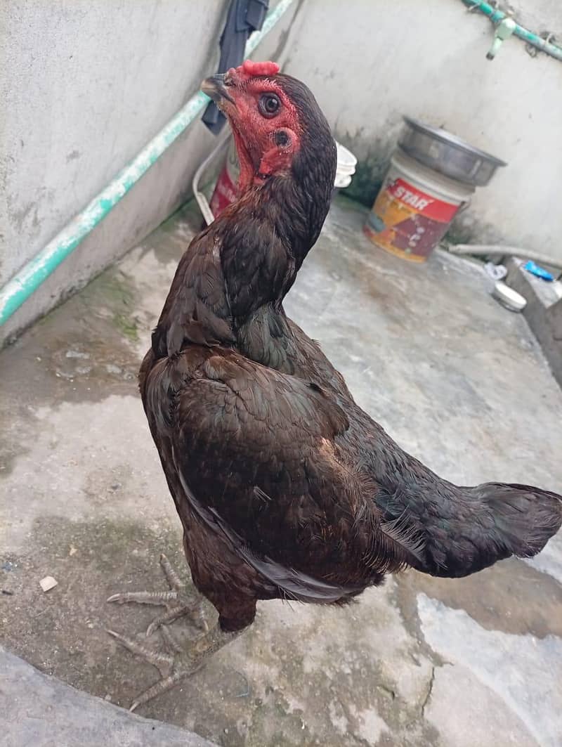 pure Aseel 3Madiya for sall Breeders - Hens - 1105960436