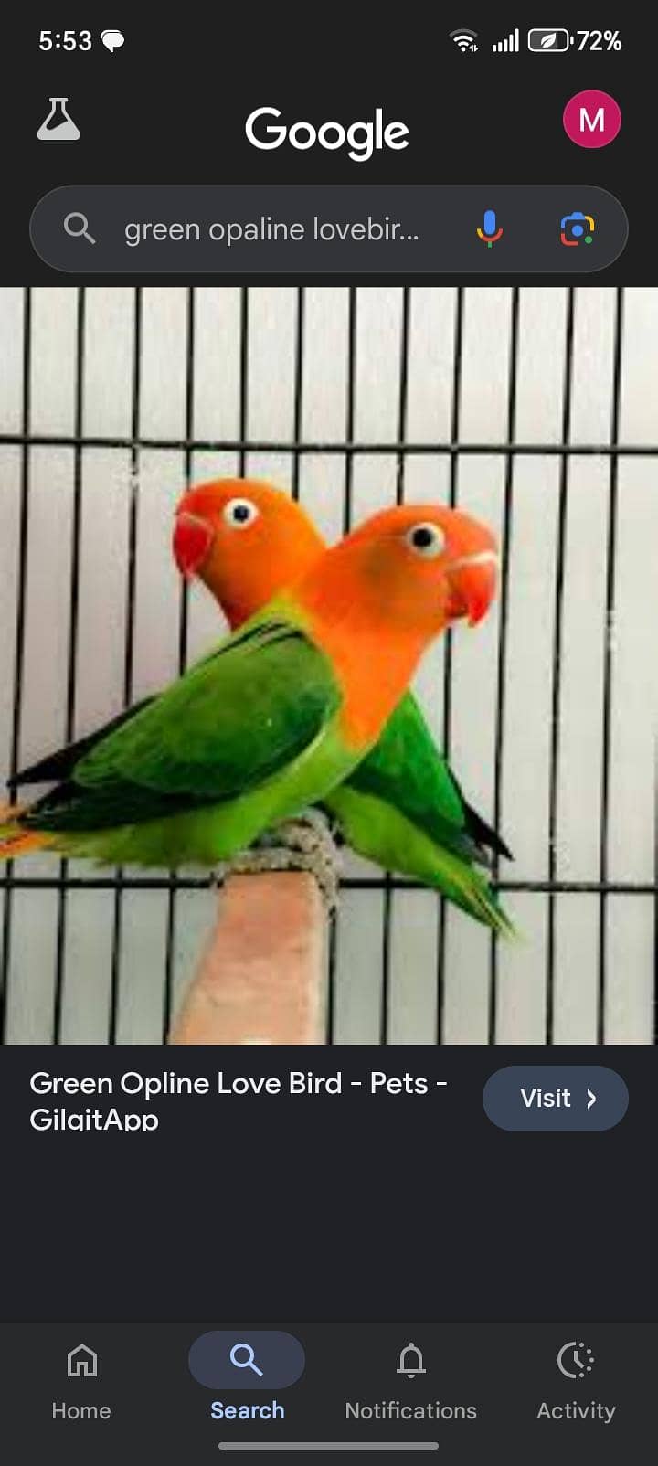 Green opline breeder pair for sale - Parrots - 1105994613