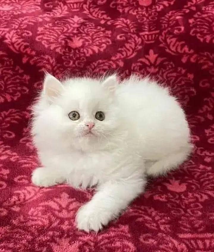 Persian | Persian Cat | Punch Face Persian 03290364327 - Cats - 1106007891