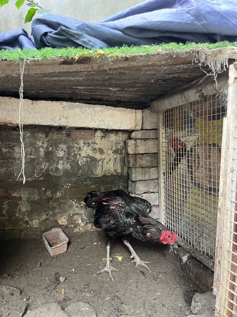 Pure Thai aseel patha - Hens - 1106024305