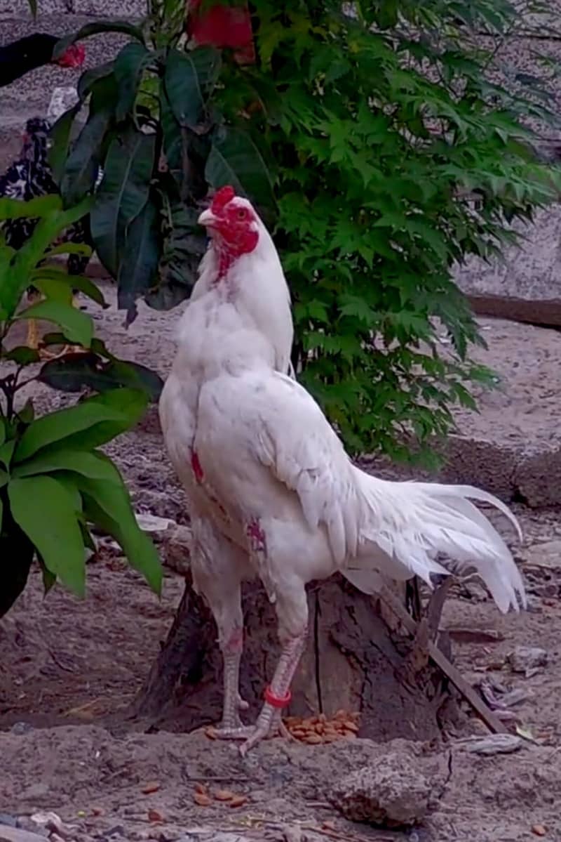 Paper White Heera Aseel | Aseel Mianwali | Aseel breeder | Murgha |Hen ...