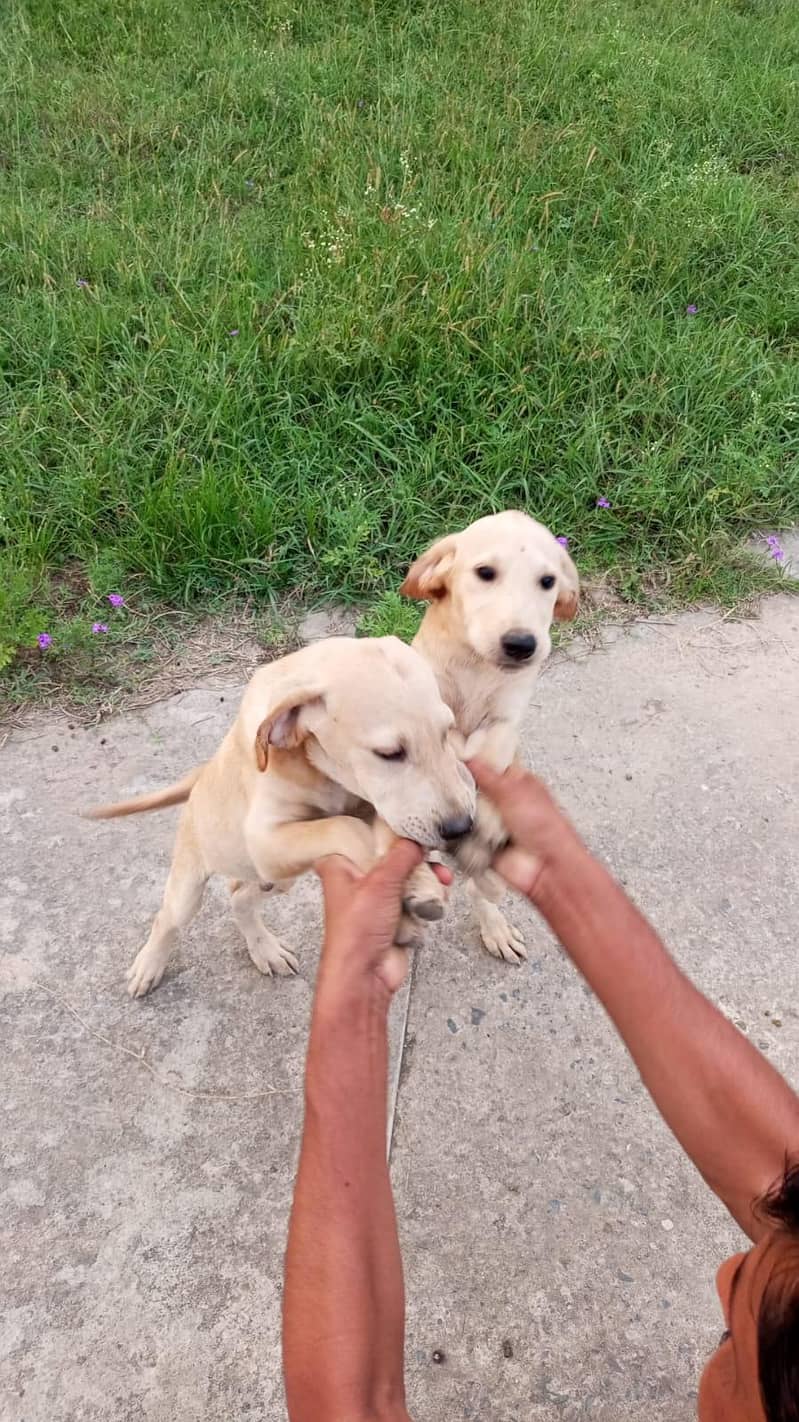 libra Dog puppy - Dogs - 1106035984