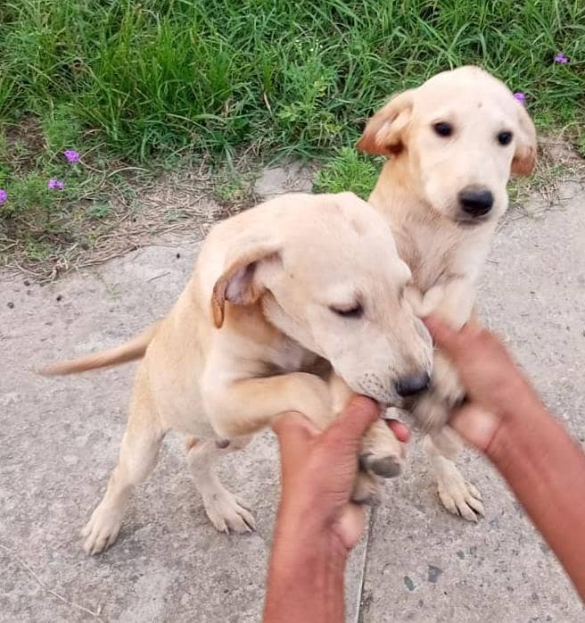 libra Dog puppy - Dogs - 1106035984