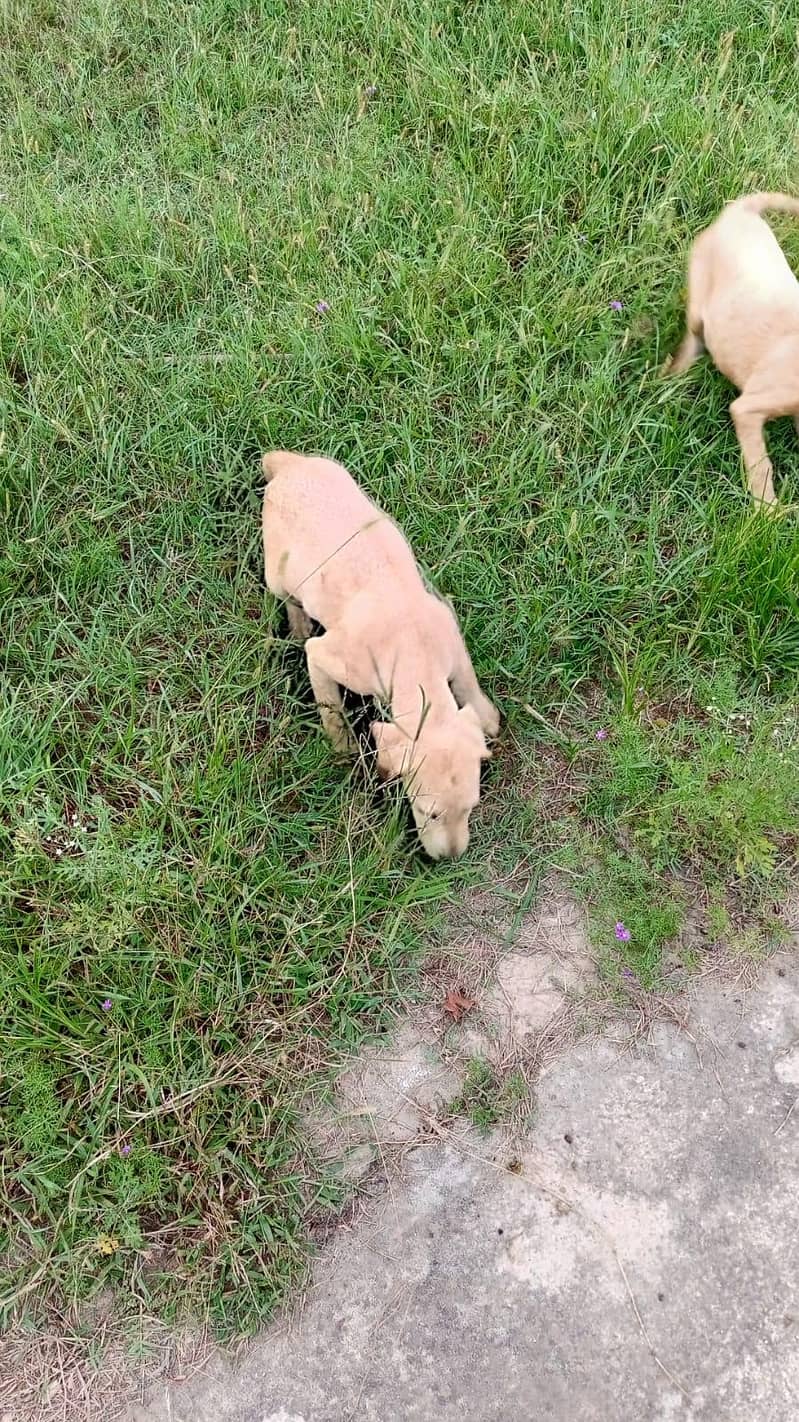 libra Dog puppy - Dogs - 1106035984