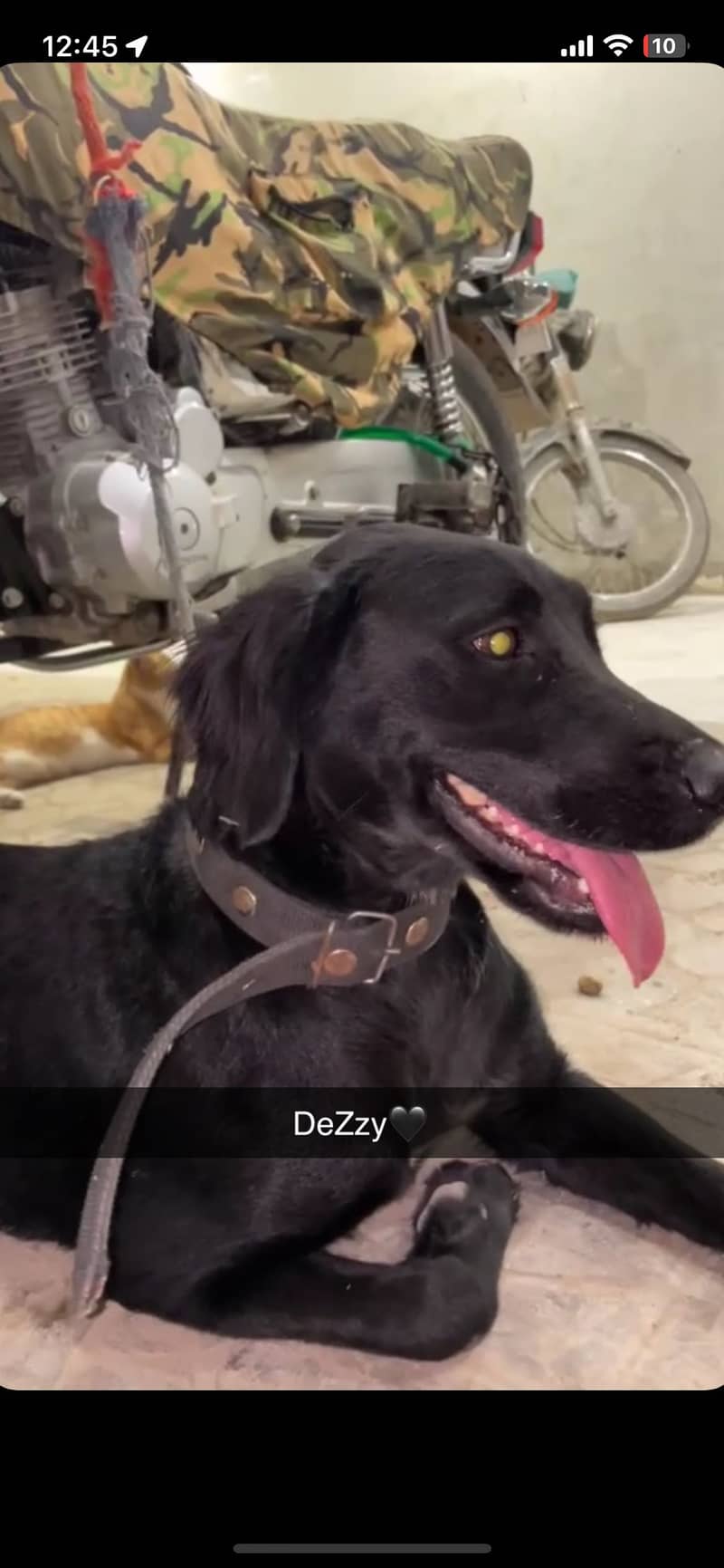 Labra female ha full active ha friendly ha vacine done - Dogs - 1106054808