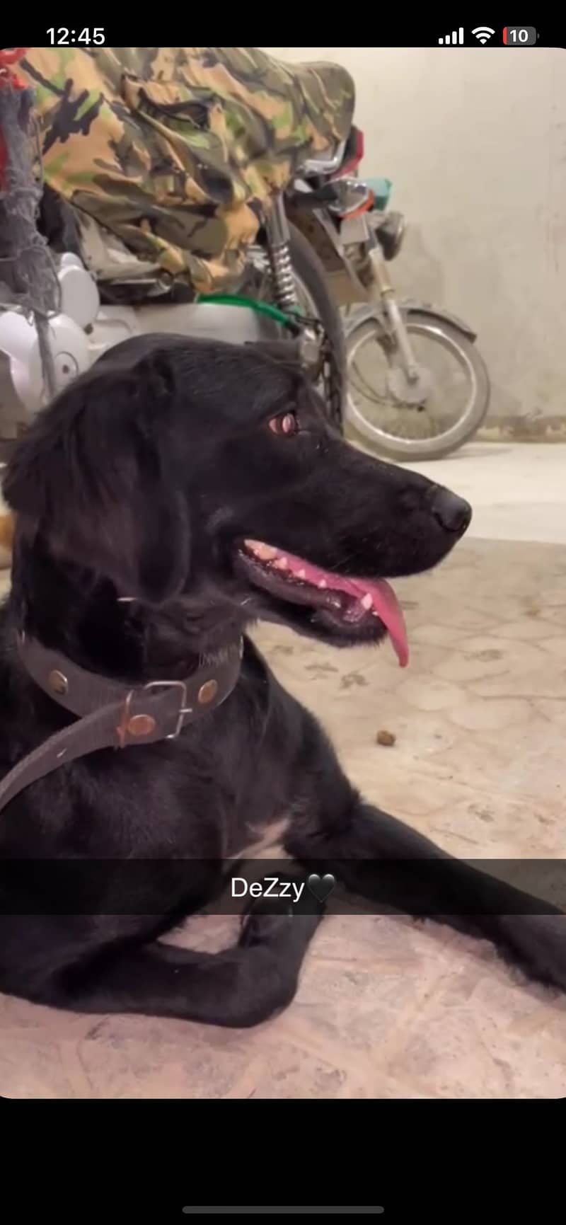 Labra female ha full active ha friendly ha vacine done - Dogs - 1106054808