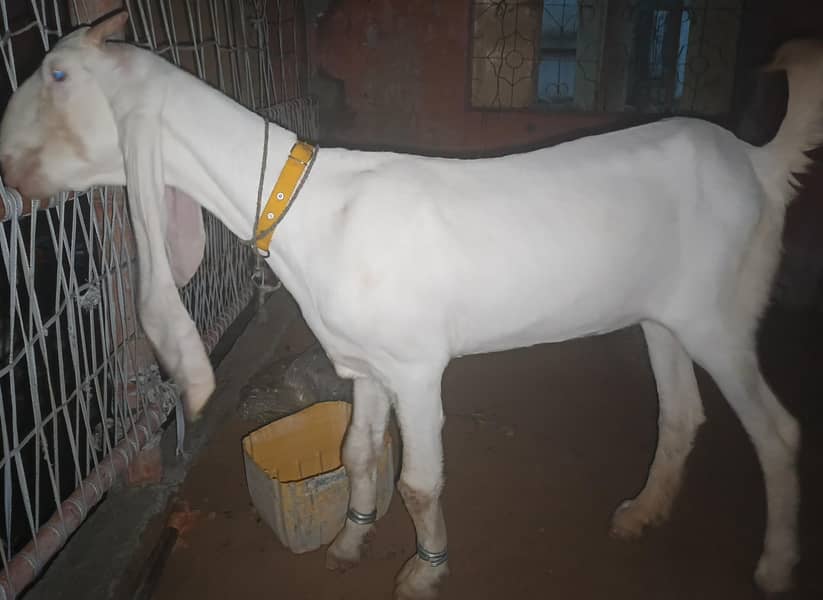 gulabi coros 4 dant bakri - Goats - 1106082151