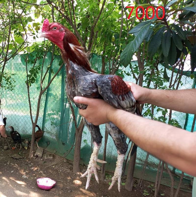 Big Sale – Aseel Sindhi Roaster Chicken (Young Blood) Read Full - Hens ...
