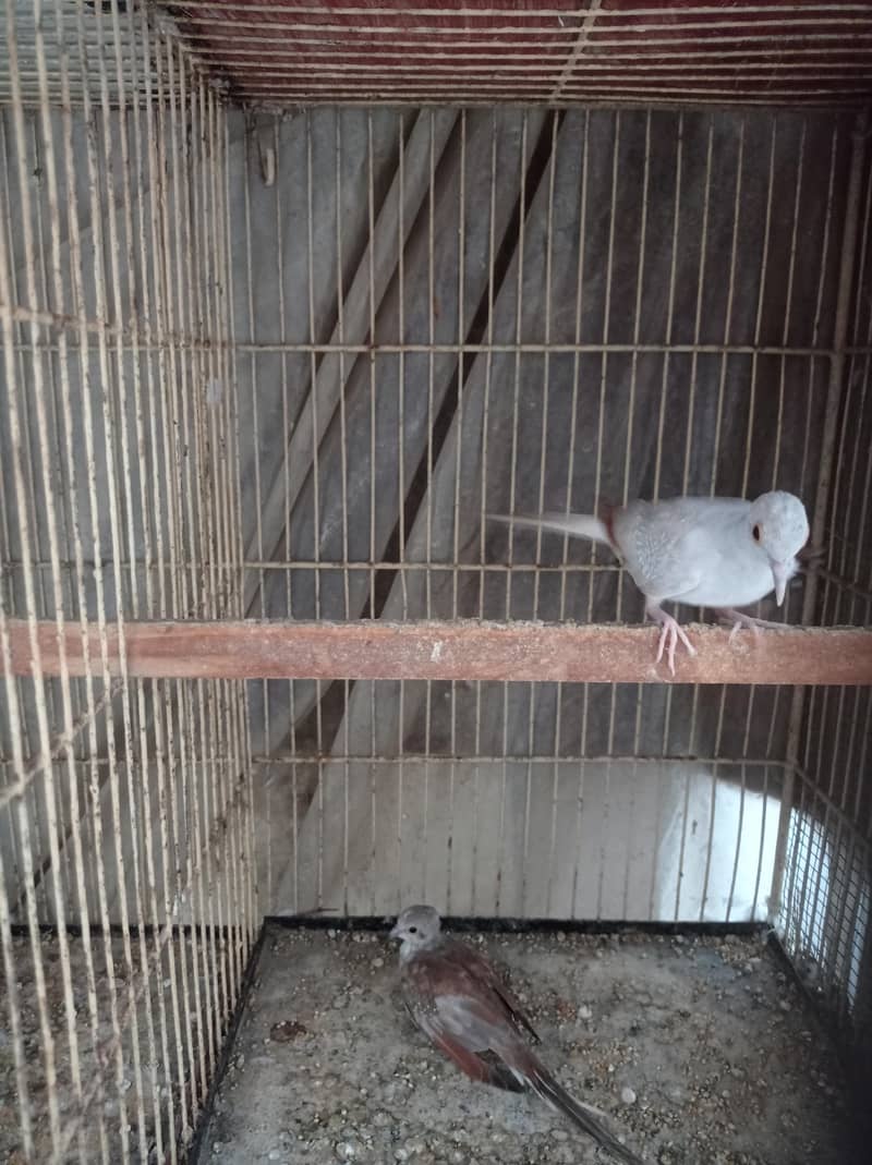 pide dove - Doves - 1106091480