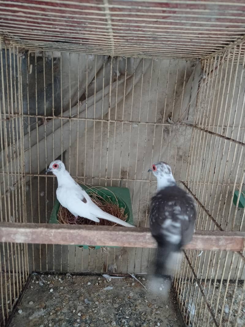 pide dove - Doves - 1106091480