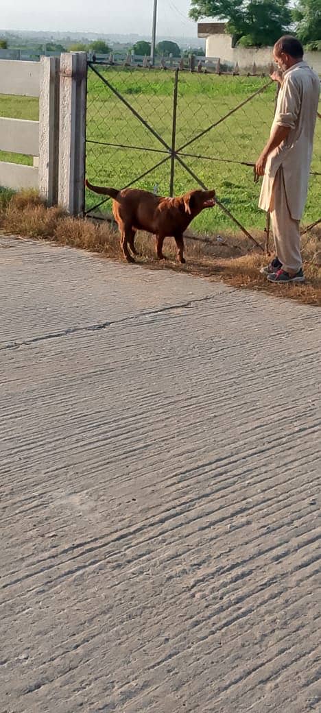 Labra dog female - Dogs - 1106094497