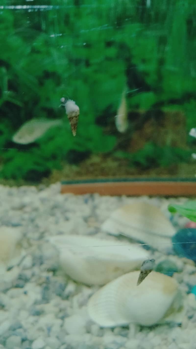 Fish tank cleaner snails - Fish - 1106095604