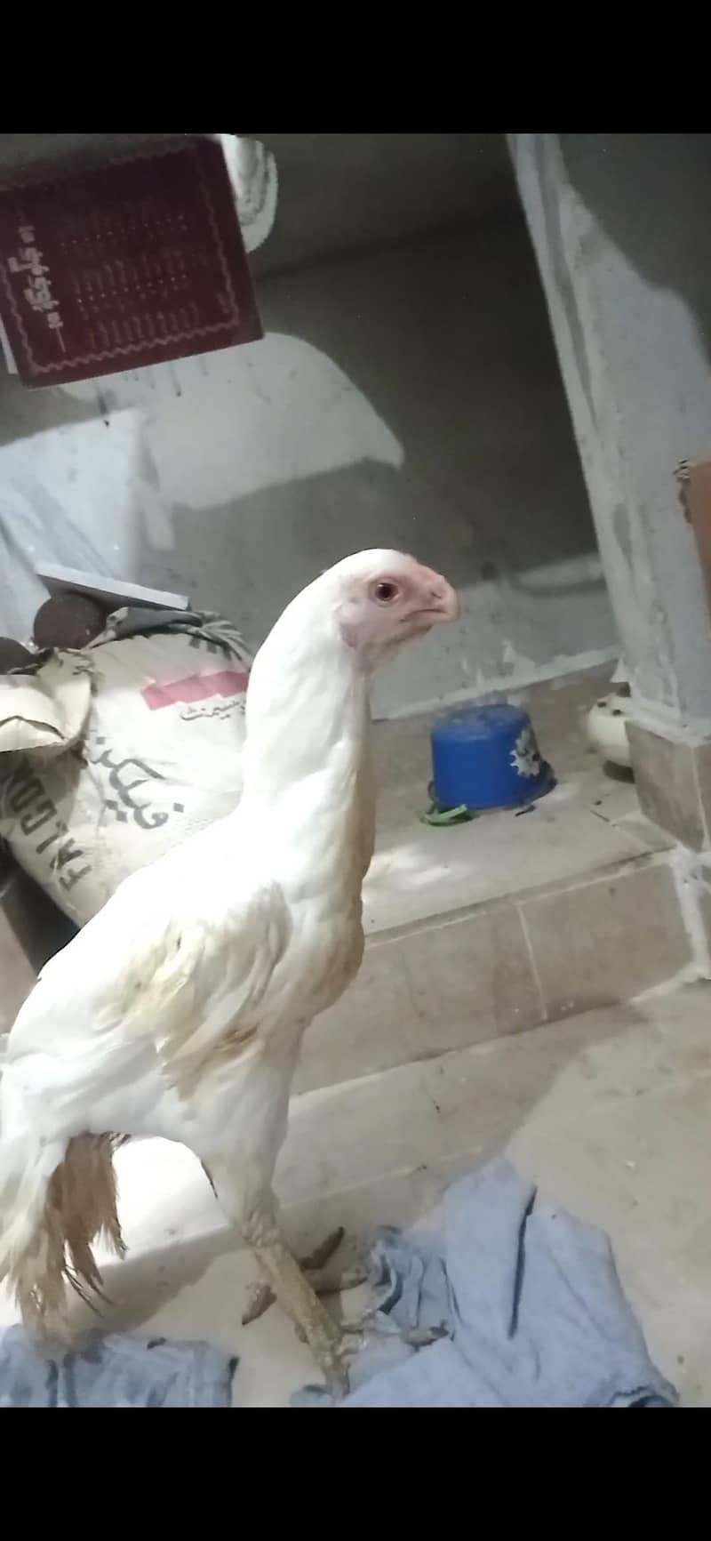 INDIAN PARROT BEAK FEMALE AGE 6 MONTH - Hens - 1106121979