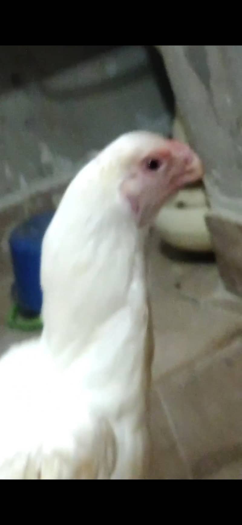 INDIAN PARROT BEAK FEMALE AGE 6 MONTH - Hens - 1106121979