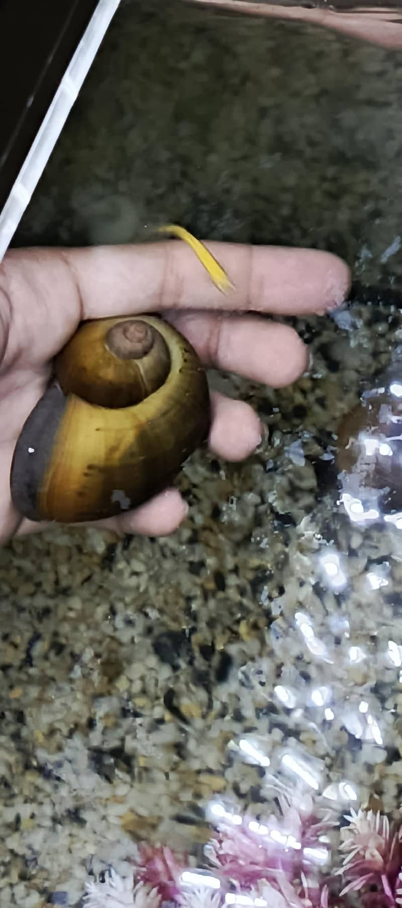 Glow Danio and Giant mystery snails - Fish - 1106149081