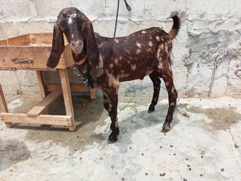 Bakra for sell - Goats - 1106156359