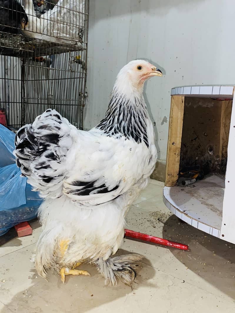 Light brahma - Hens - 1106130385