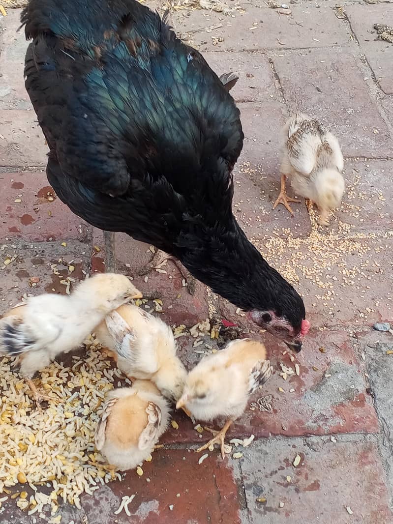 Aseel hen with chicks - Hens - 1106173806