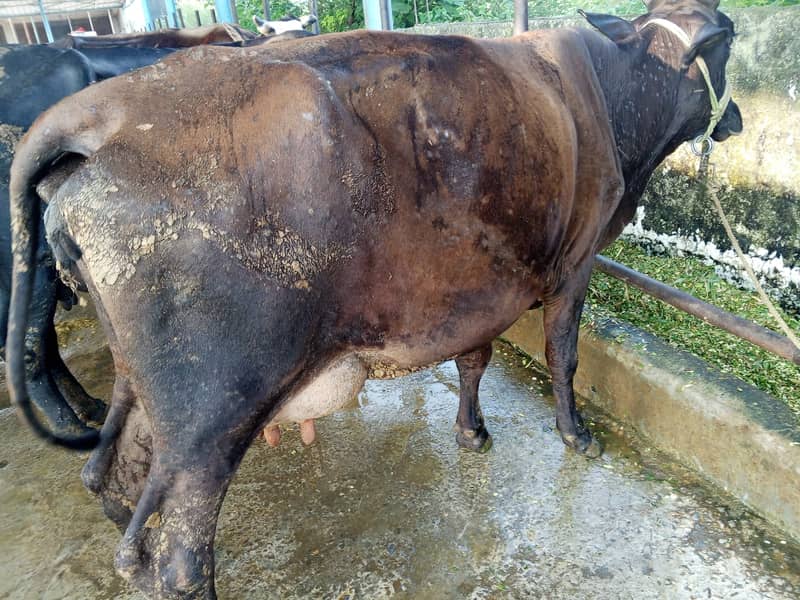 jursy fresion| fresion cross | cow with calf (Bacha) | milking cow ...