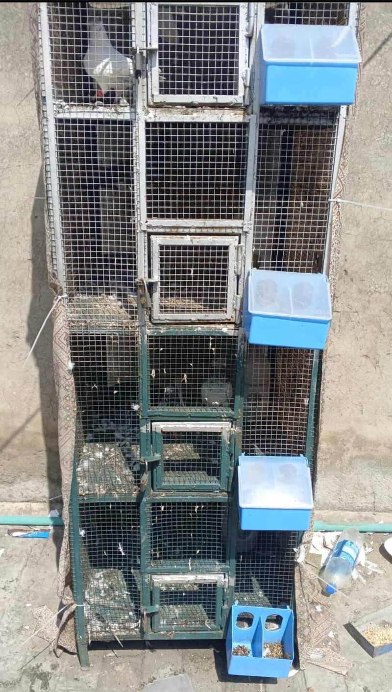 birds cage pure iron 4 portion new condition - Cages, Crates & Doors ...