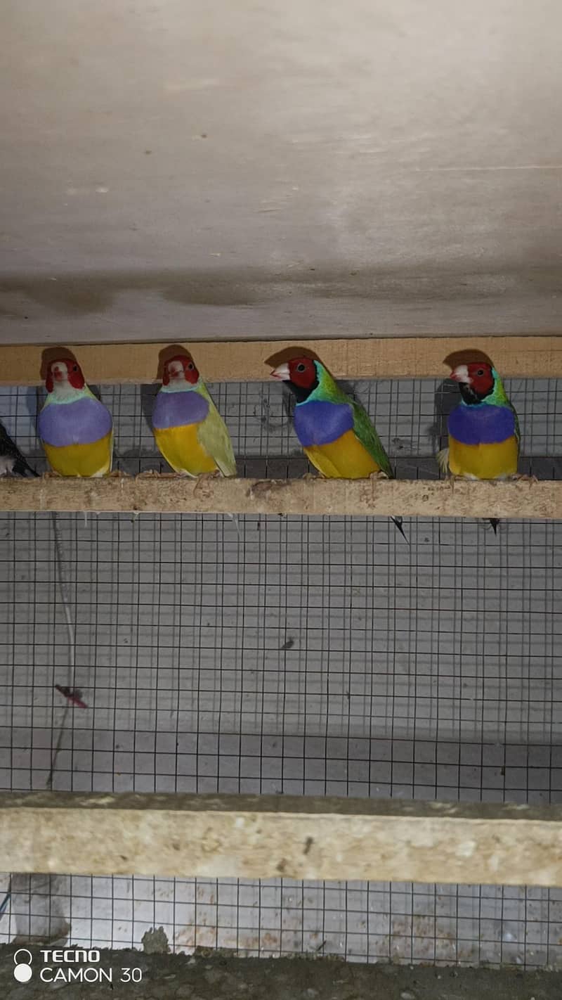 love birds and Goldian finch for sale - Parrots - 1095644939