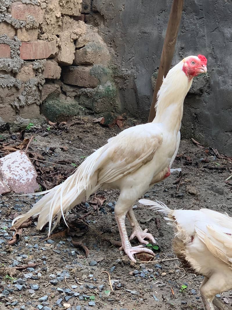 parrot beak pair - Hens - 1106186415
