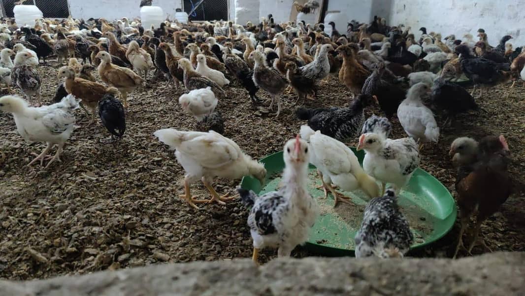 Golden Misri 45 days 400g pathian - Hens - 1106192234