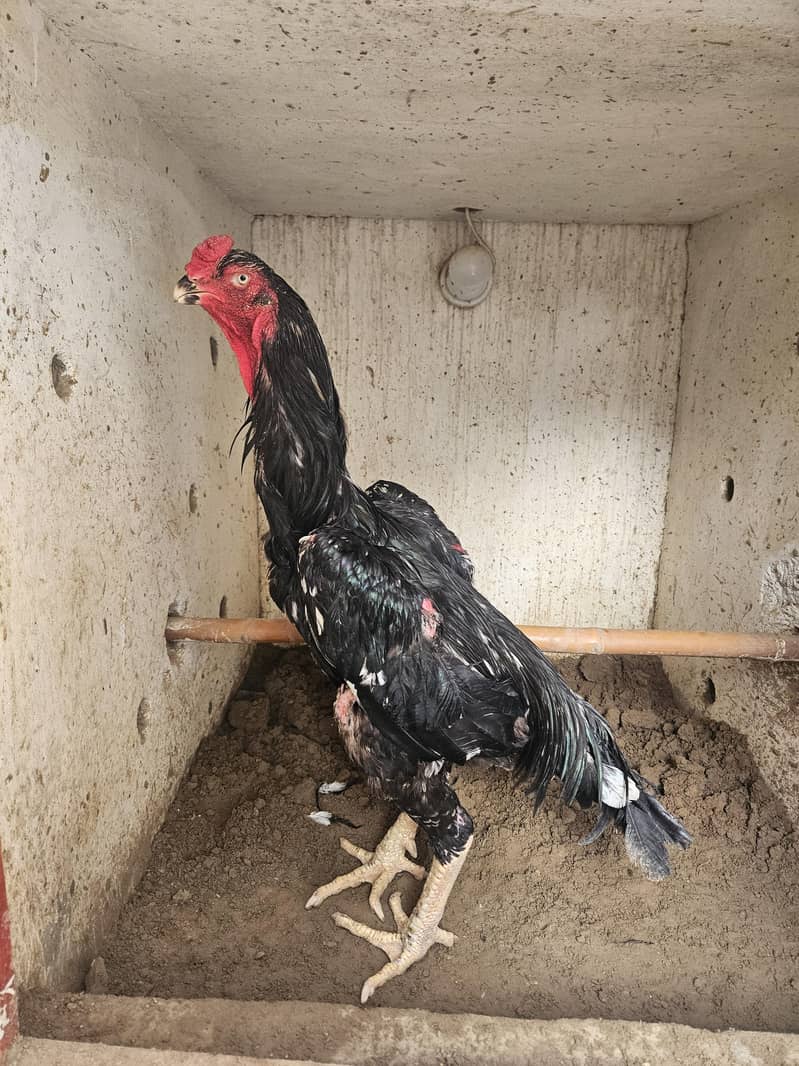 shamo males - Hens - 1106192286