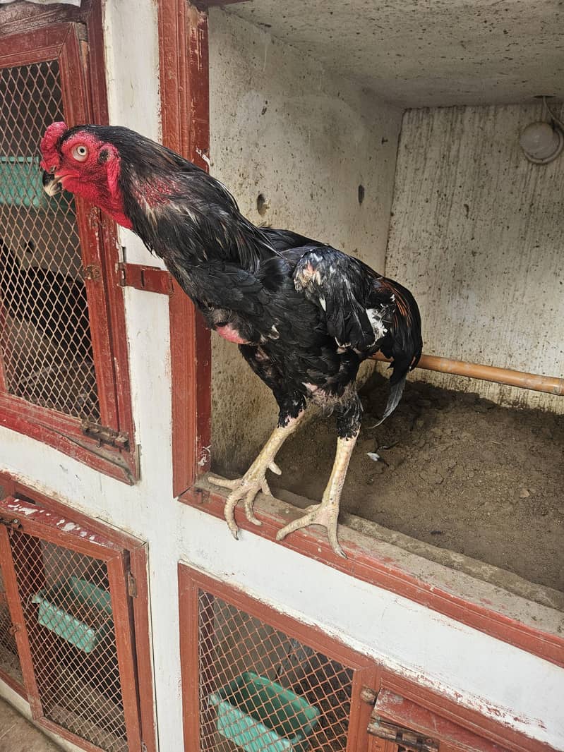 shamo males - Hens - 1106192286