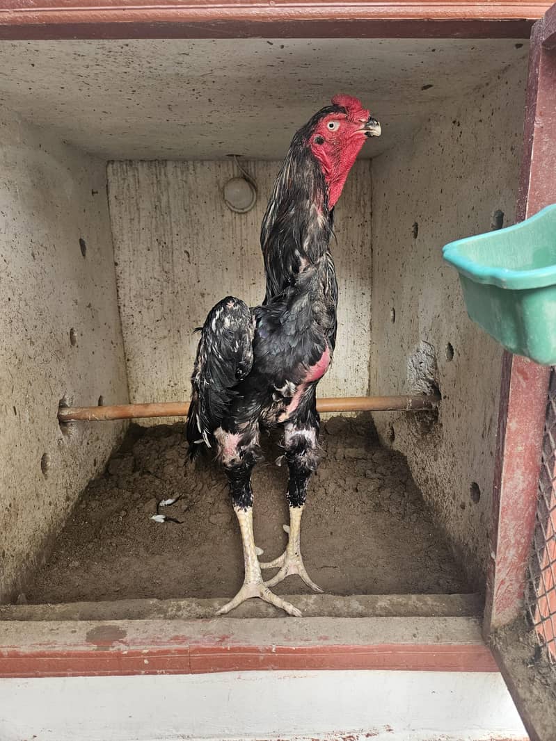 shamo males - Hens - 1106192286