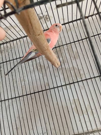 Roza burki split Rubio male - Parrots - 1105897883