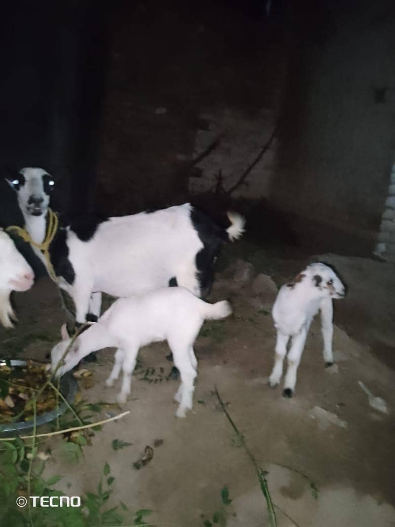 Teddy Goat with two Kids - Goats - 1106203810