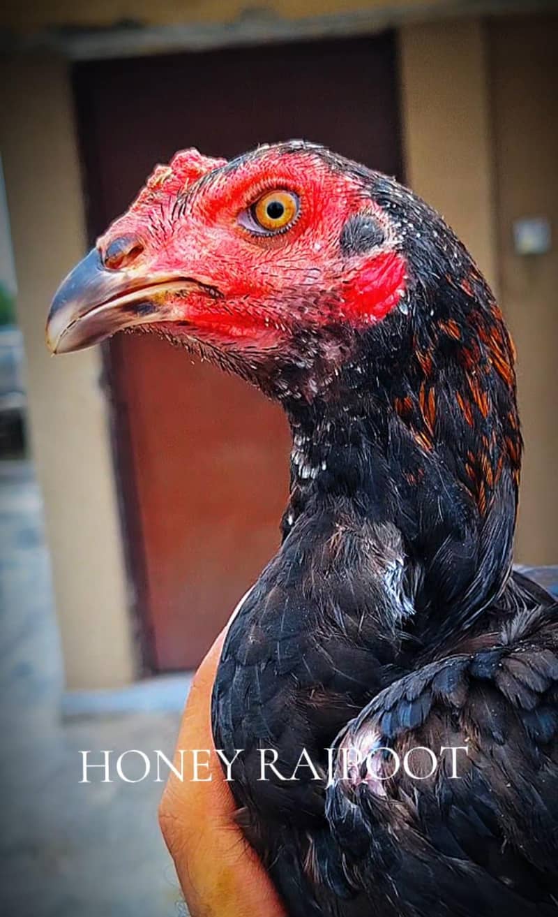 Thai x hint Aseel males - Hens - 1106209061