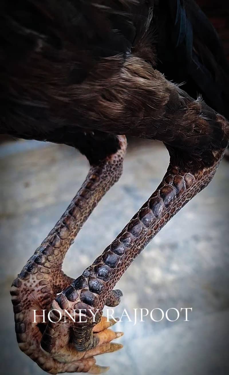 Thai x hint Aseel males - Hens - 1106209061