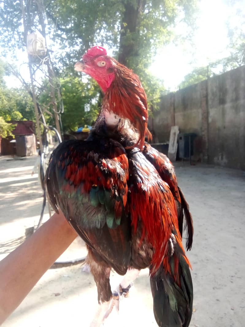Pure aseel murga breed mianwali - Hens - 1106212327