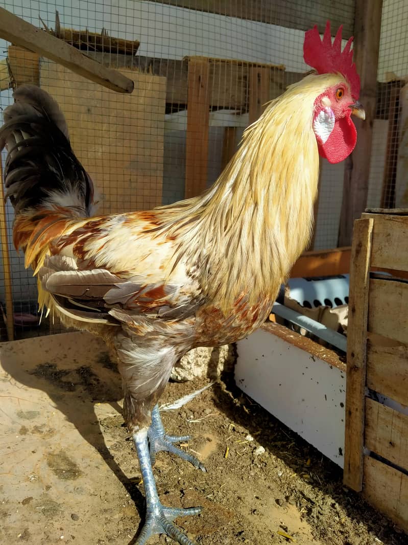 *Desi Murga* - Hens - 1103544628