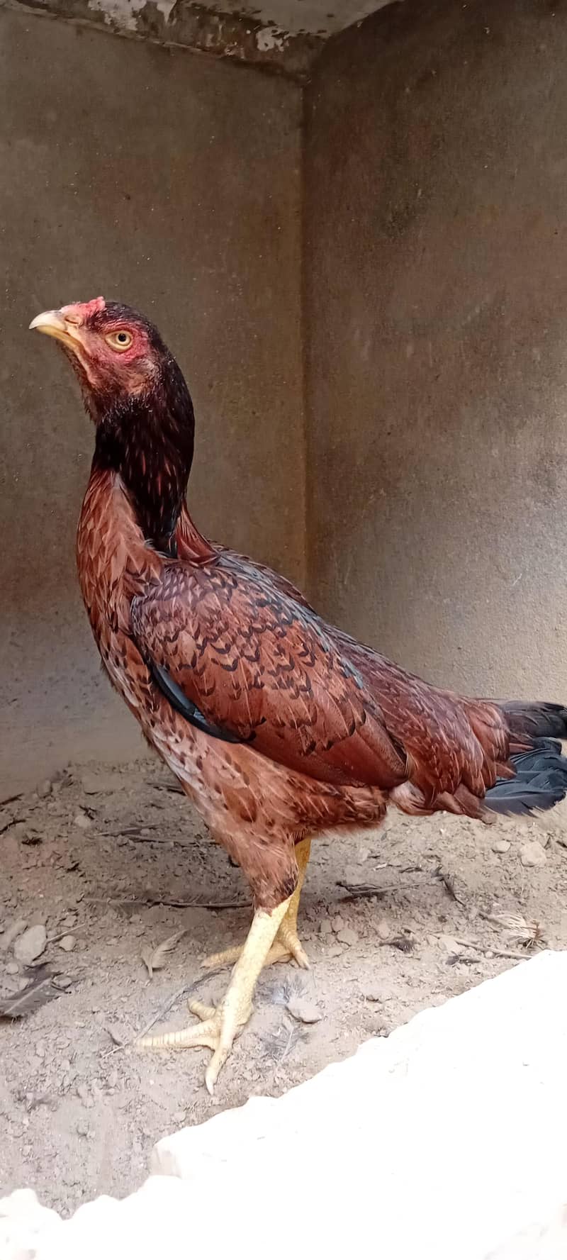 pakistani aseel - Hens - 1106228882