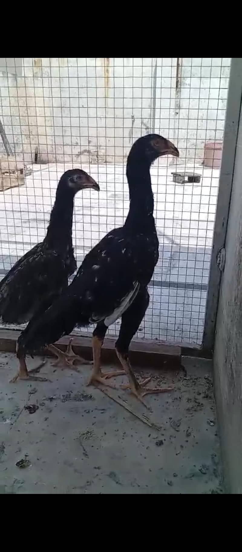 shamo aseel pathiyan - Hens - 1106193507