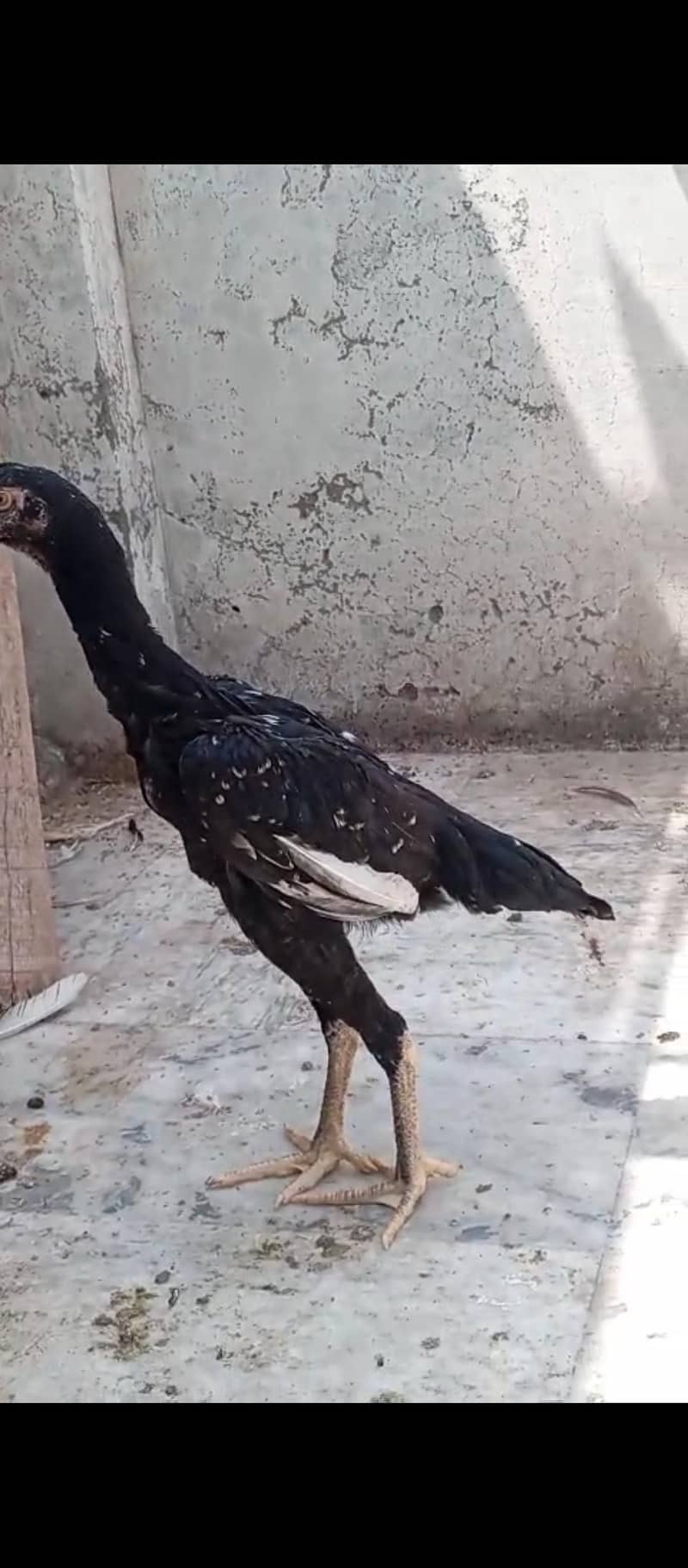 shamo aseel pathiyan - Hens - 1106193507