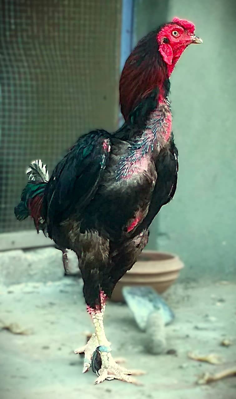 Aseel Murga Murghi For Sale - Hens - 1106238461