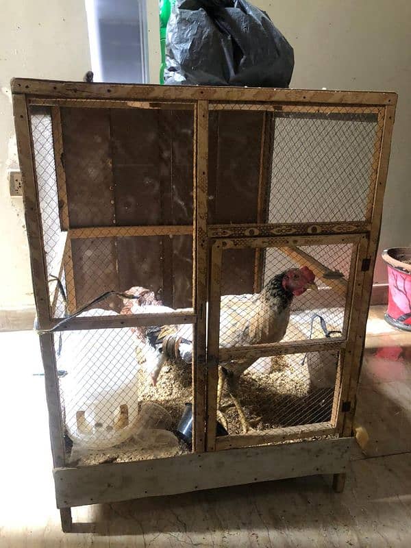 Aseel Sindhi pair with Cage - Hens - 1106284564