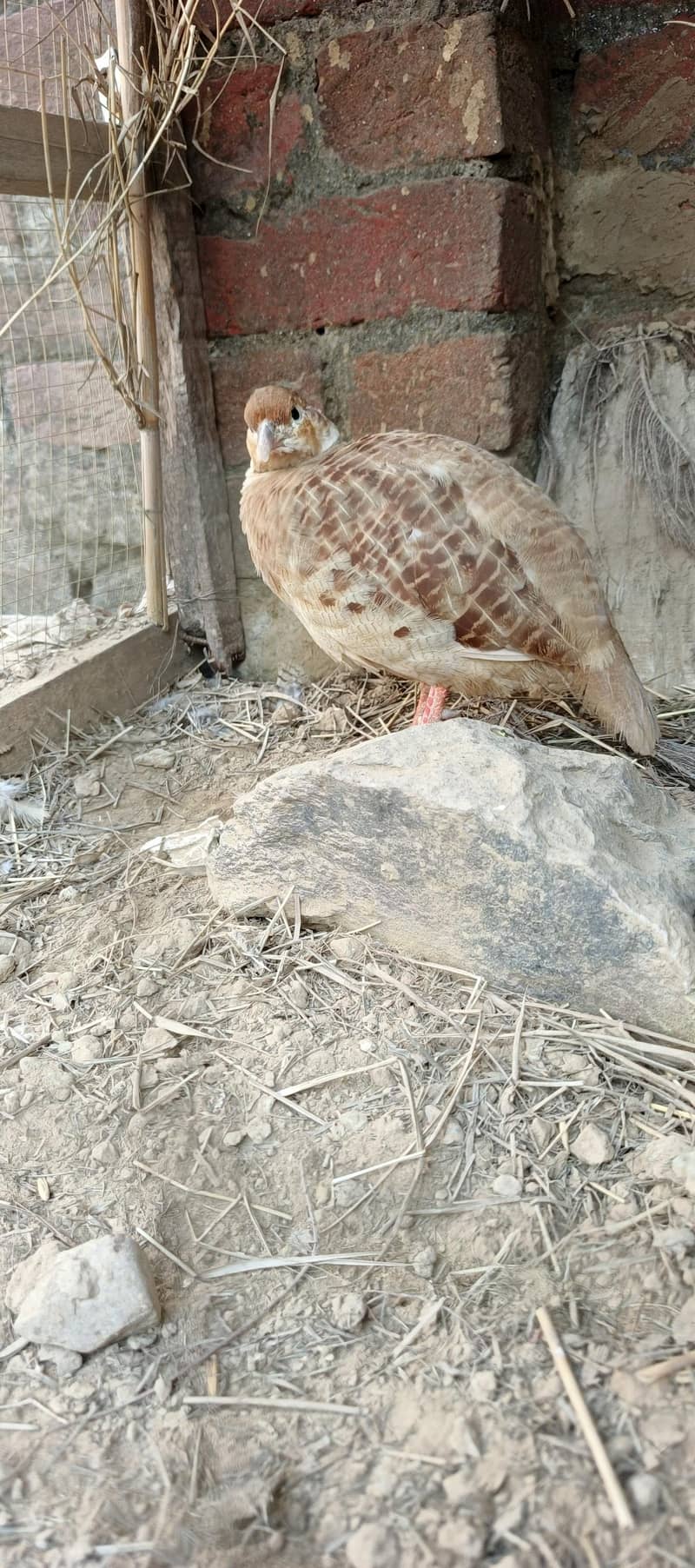 irani teetar - Other Birds - 1106287593