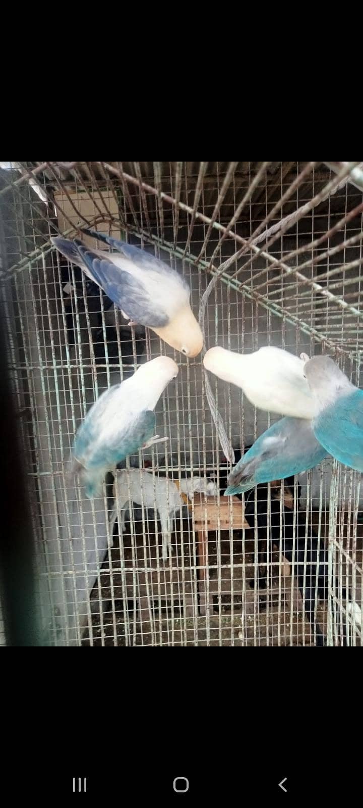 Blue Pale Fellow split for sale - Parrots - 1106292321