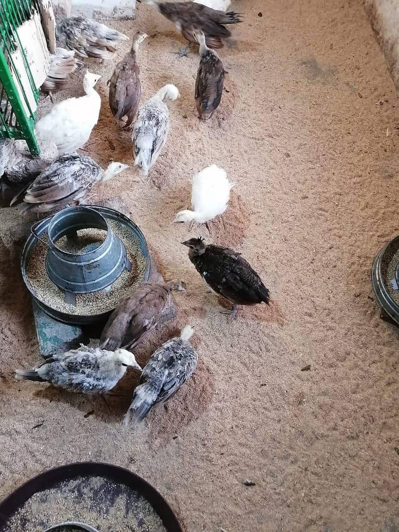 Green Java chicks for sale 03477484596 call whatsap - Peacocks - 1106311106