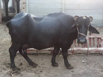 Buffalos Price in Pakistan | Buffalos for Sale in Pakistan
