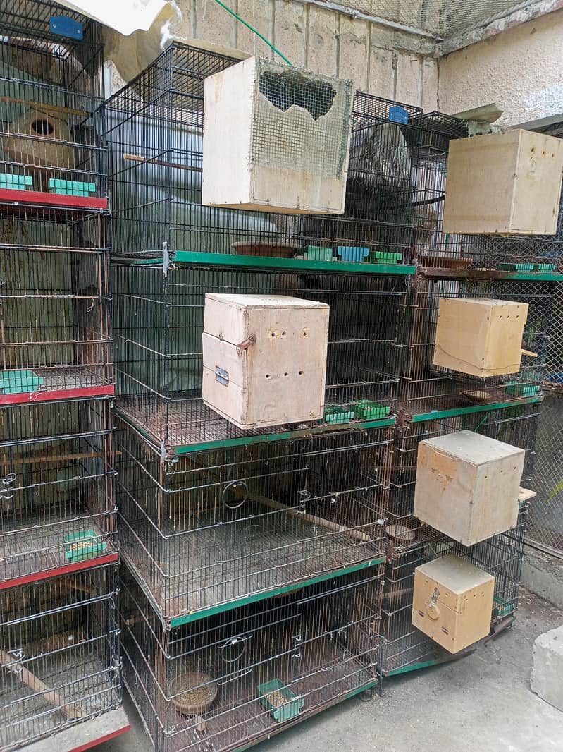 Bird's Cages - Cages, Crates & Doors - 1106356155
