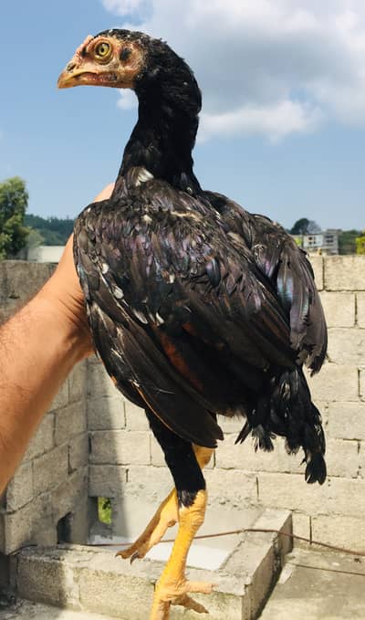 Aseel Lassani Cross Pair Mushka Patha Pathi - Hens - 1106356647